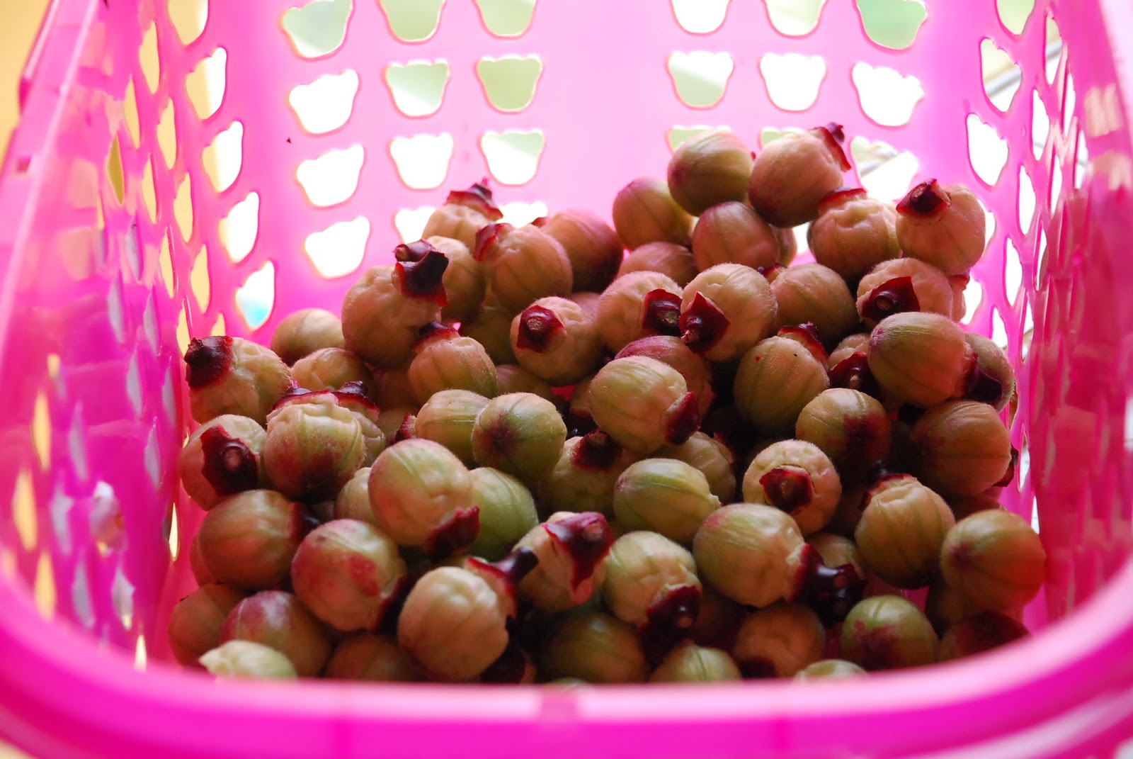 My little vegetable garden: First roselle juice and jam in Tanah Merah.