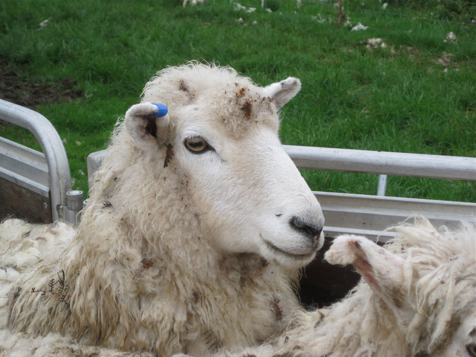 Williams Family Adventure: Sheep in Southland & The World's Fastest Indian