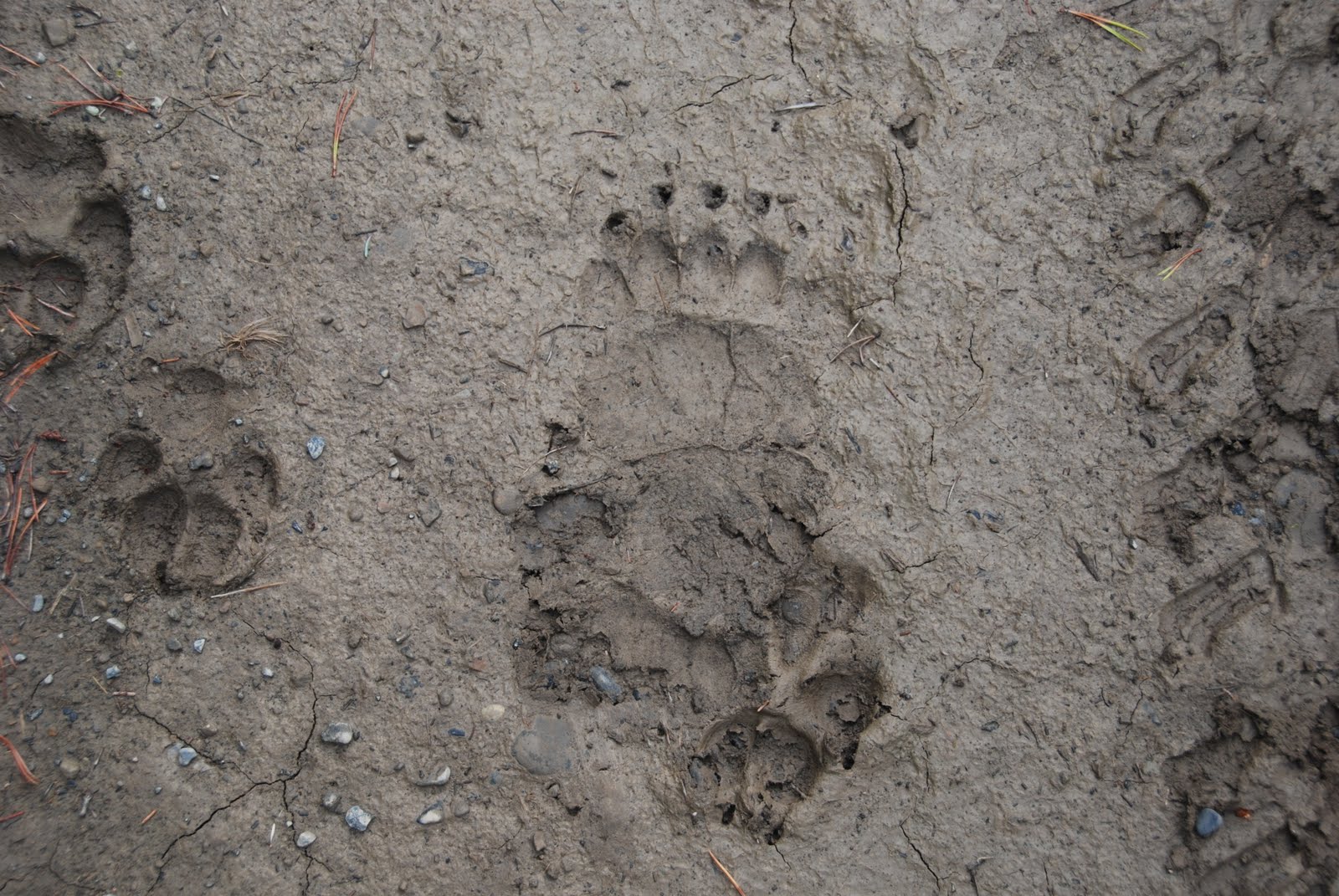 Fire and Ice: North Meets South: Phantasmagorical Research Team and ...