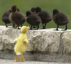 stumbling ani: The Ugly Duckling