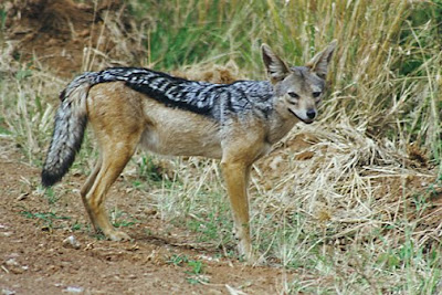 Wild Life: Jackal Gallery.