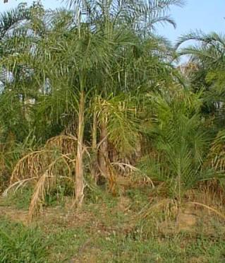 GUARIROBA - Syagrus oleracea vulgo Guariroba