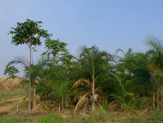 Guariroba - GUARIROBA - Syagrus oleracea vulgo Guariroba
