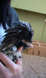 Rachel's Tiny Farm: Slick, the polish chicken, gets a haircut!