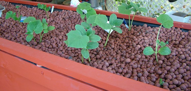 Aquaponics tilapia tank size Guide | Backyard Aquaponics