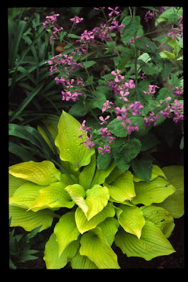 Old Country Gardens: Heavenly Hosta 2