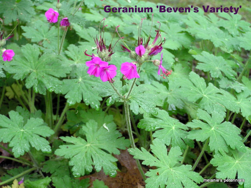Melanie's Perennials: Hardy Geraniums