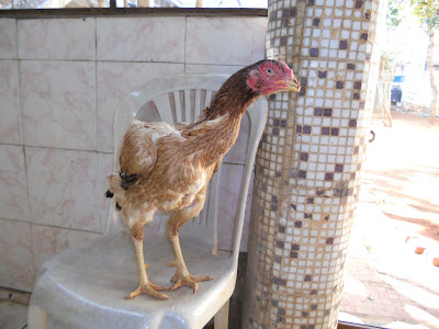 Fighting Rooster: pure Teaker hen