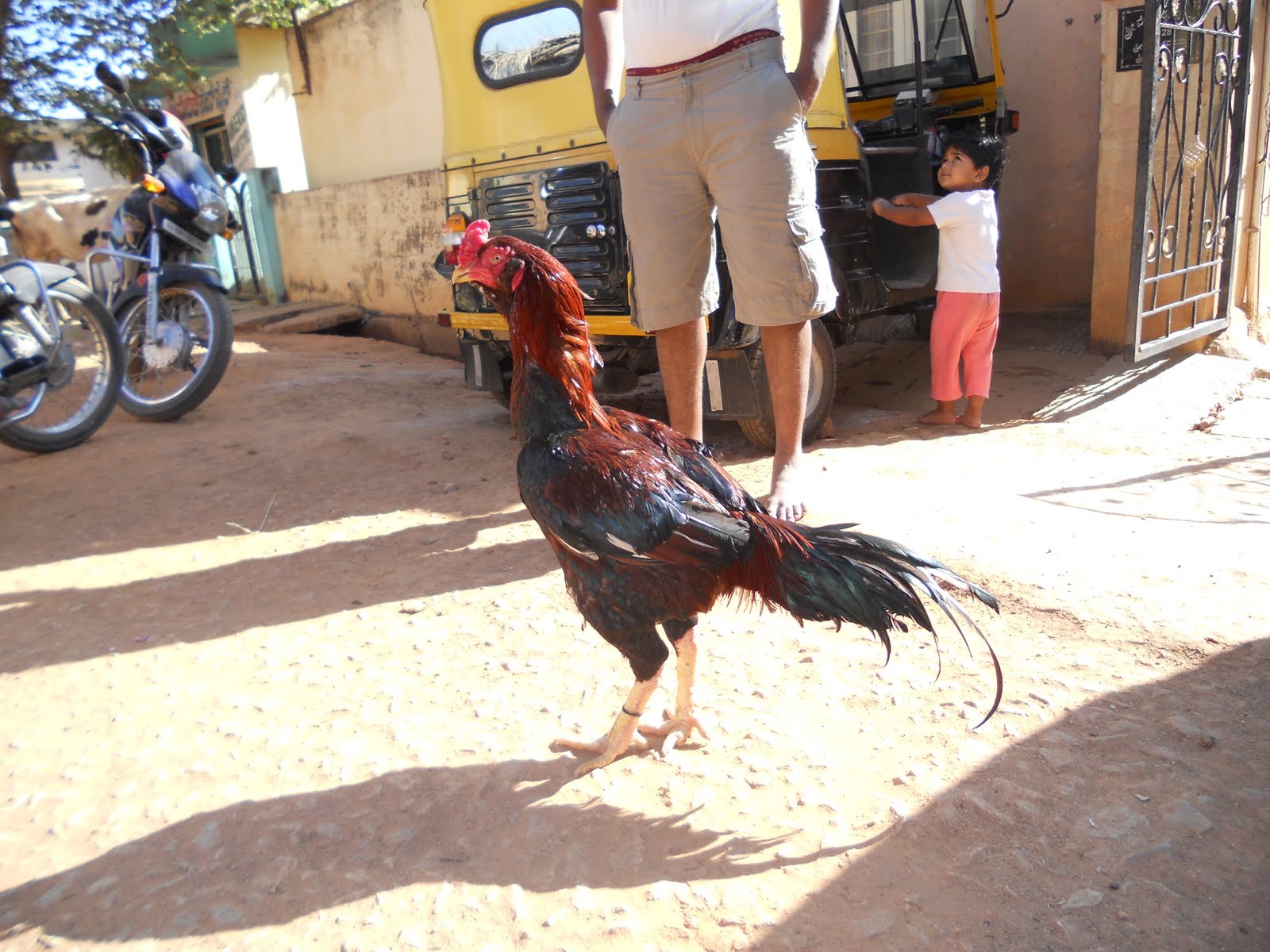 Sathineni: asil fights