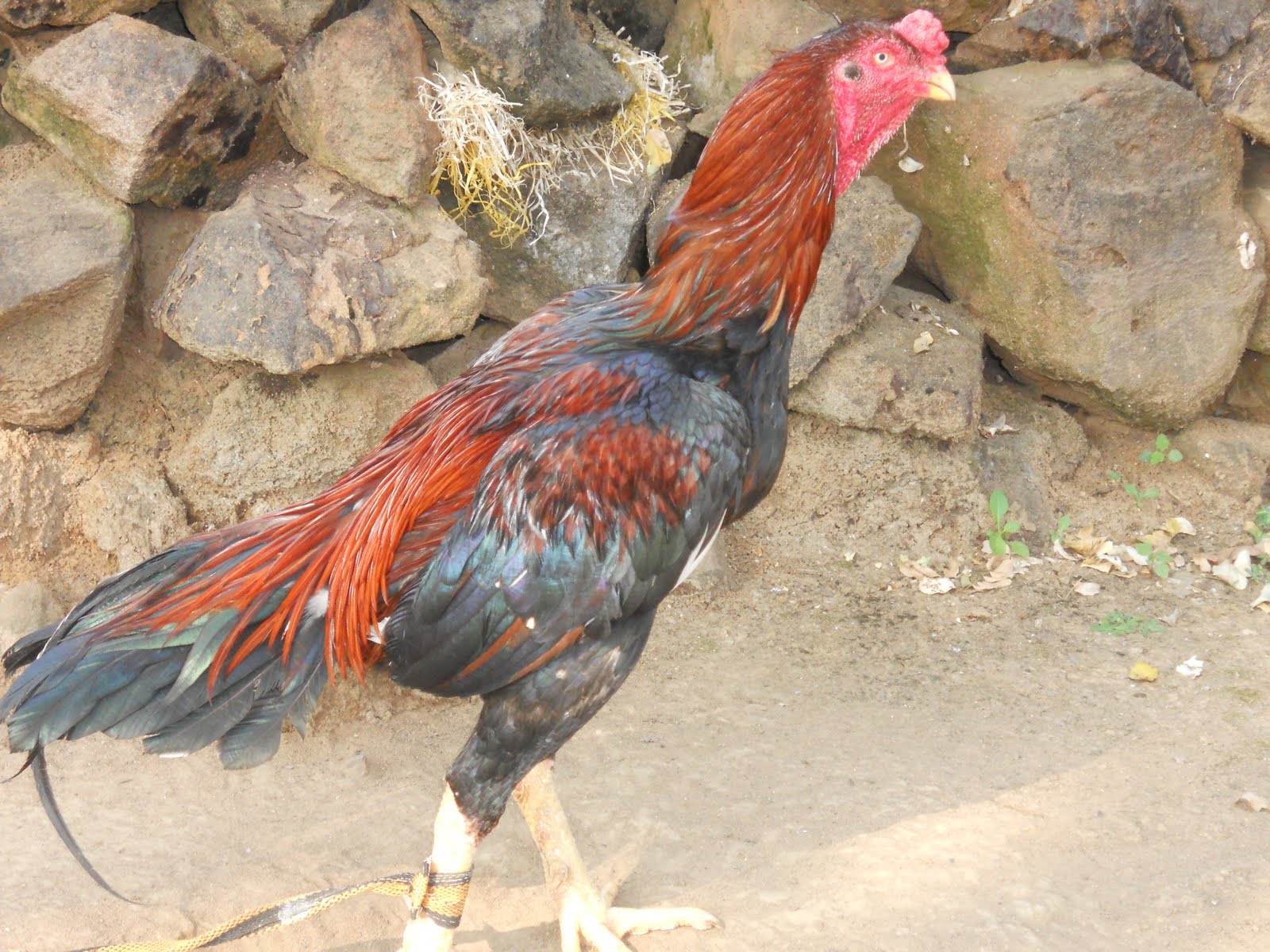 Sathineni: Aseels - Indian Rooster