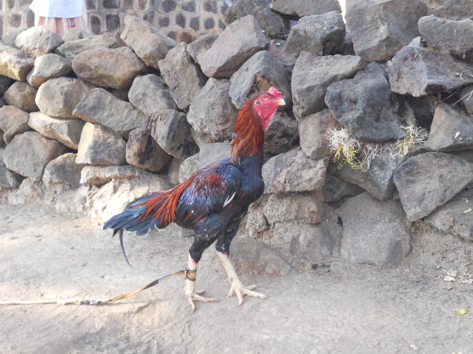 Sathineni: Aseels - Indian Rooster