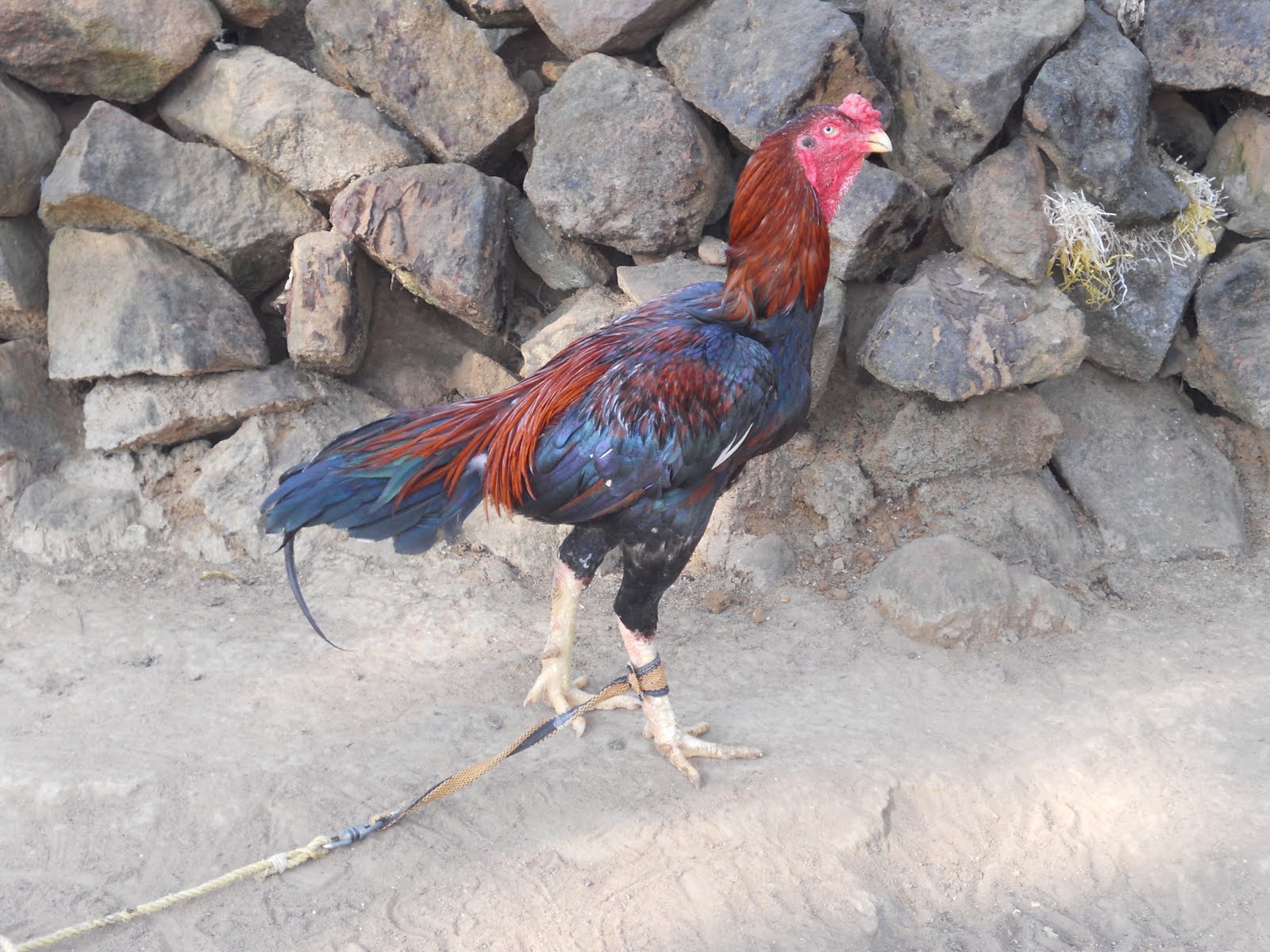 Sathineni: Aseels - Indian Rooster