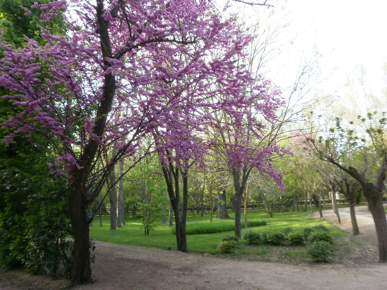 Arbol primavera - Imagui