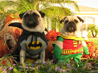Dogs Wearing Costumes - Cute Pictures of Dogs in Costumes: Batman and ...