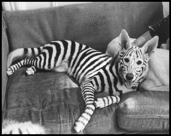 Dogs Wearing Costumes - Cute Pictures of Dogs in Costumes: Zebra dog!