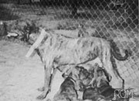 APBT: hocico corto o largo? (Página 2) - (American Pit Bull Terrier ...