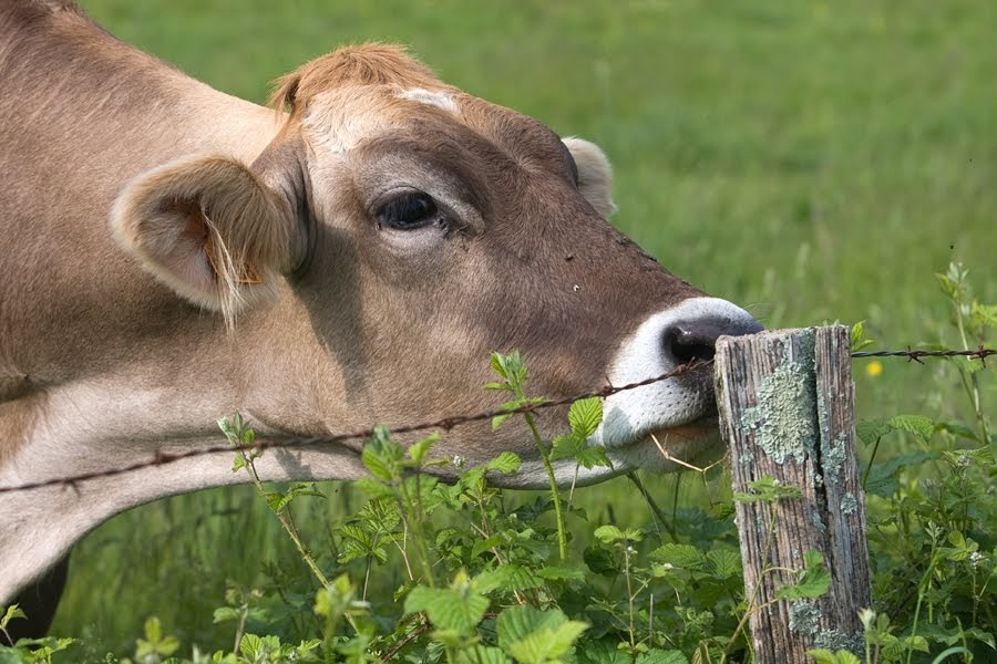 Images de vaches et bovins - www.1000vaches.com / Le blog: Brune de Suisse