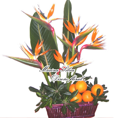 Marina Silva: 008 Arreglo con esterlicias, azareros y naranjas