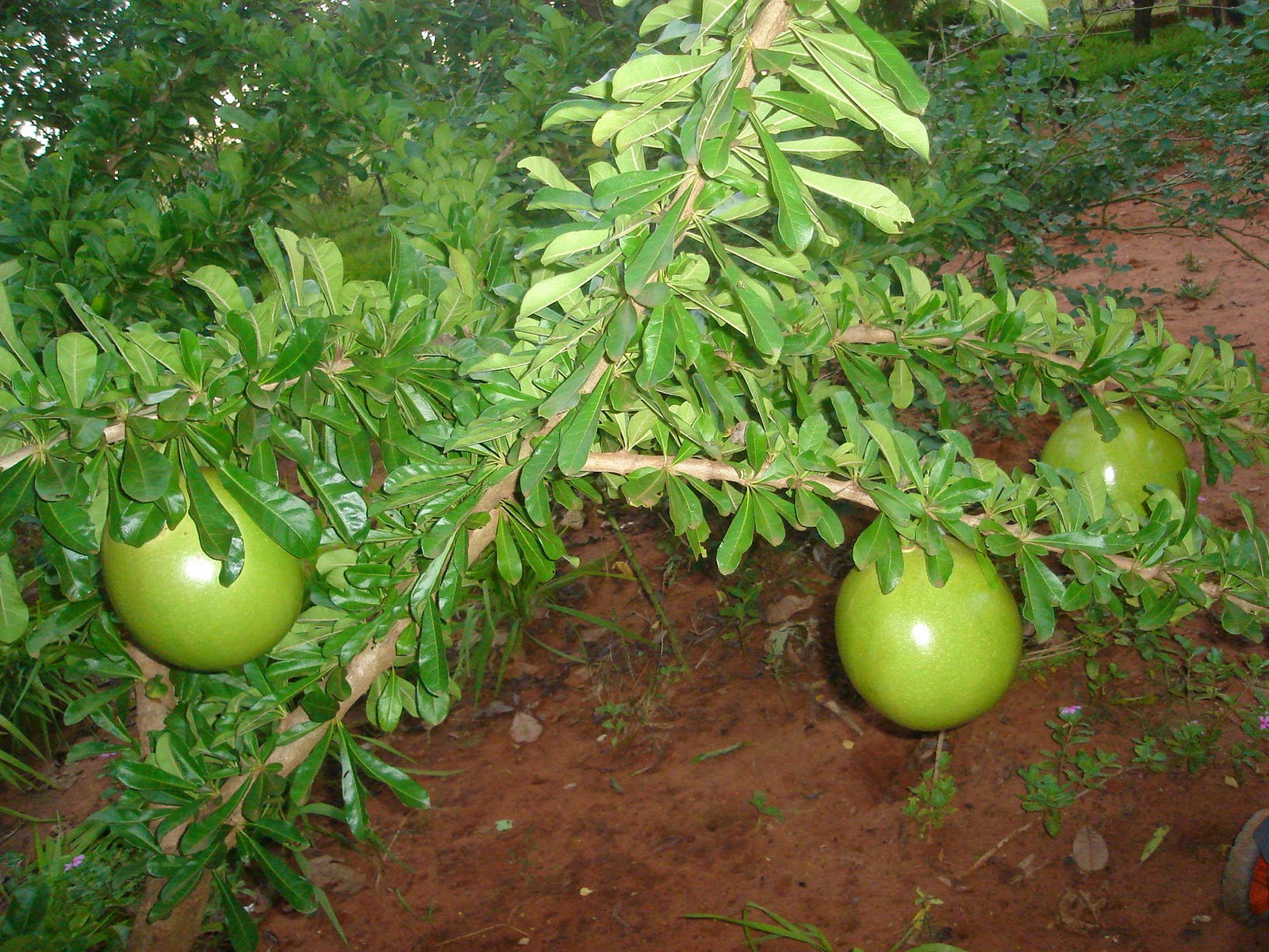 Tete Arteirinha: Você conhece: cabaça, coité e giramundo?