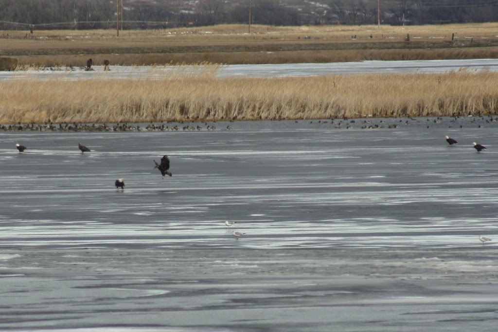 Eagle Viewing in Western Nebraska