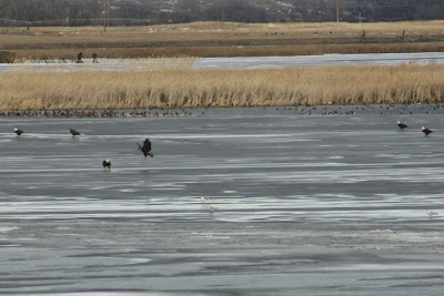 Eagle Viewing in Western Nebraska