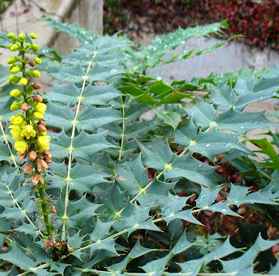 Name That Plant: Tuesday Terminology:Simple vs. Compound Leaf