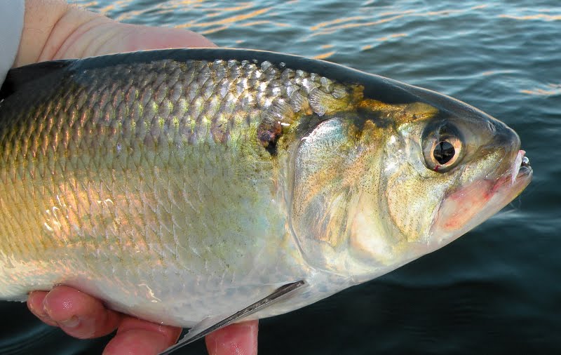 Bay Area Backwaters: American Shad