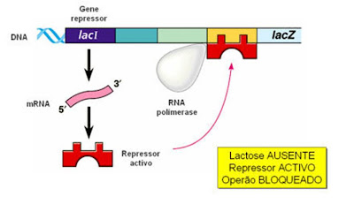 A Essência da Vida: Operão lac