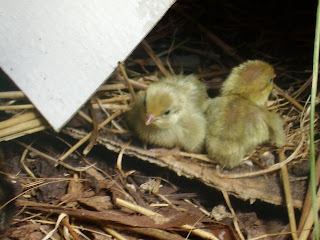 Kiwi Gardeners: Button Quail (Chinese Painted Quail)