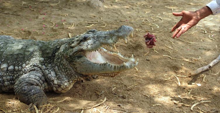 Pakistani News: Crocodile Festival in Karachi