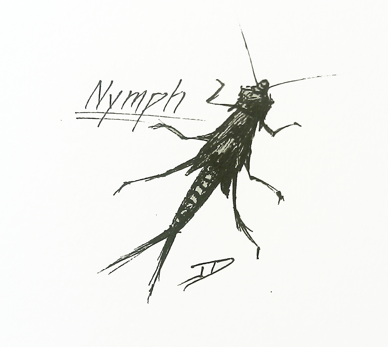 A Year On The Fly: Inked Nymph