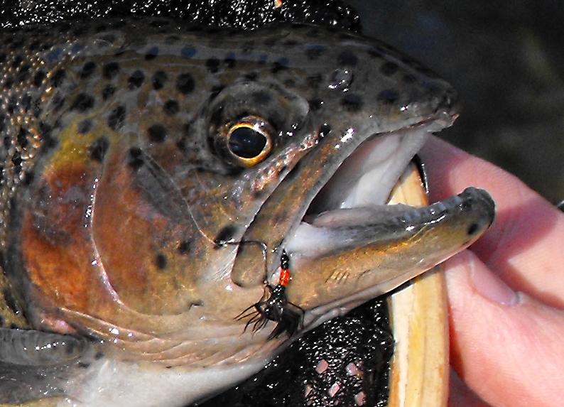 A Year On The Fly: New Tenkara Fly 'The Grinch' & (Warning) A Fish ...
