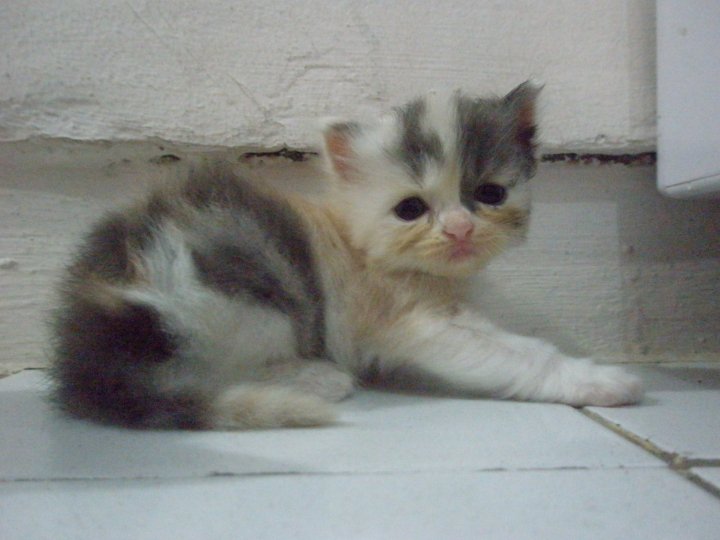 DiJual Anak Kucing Persia