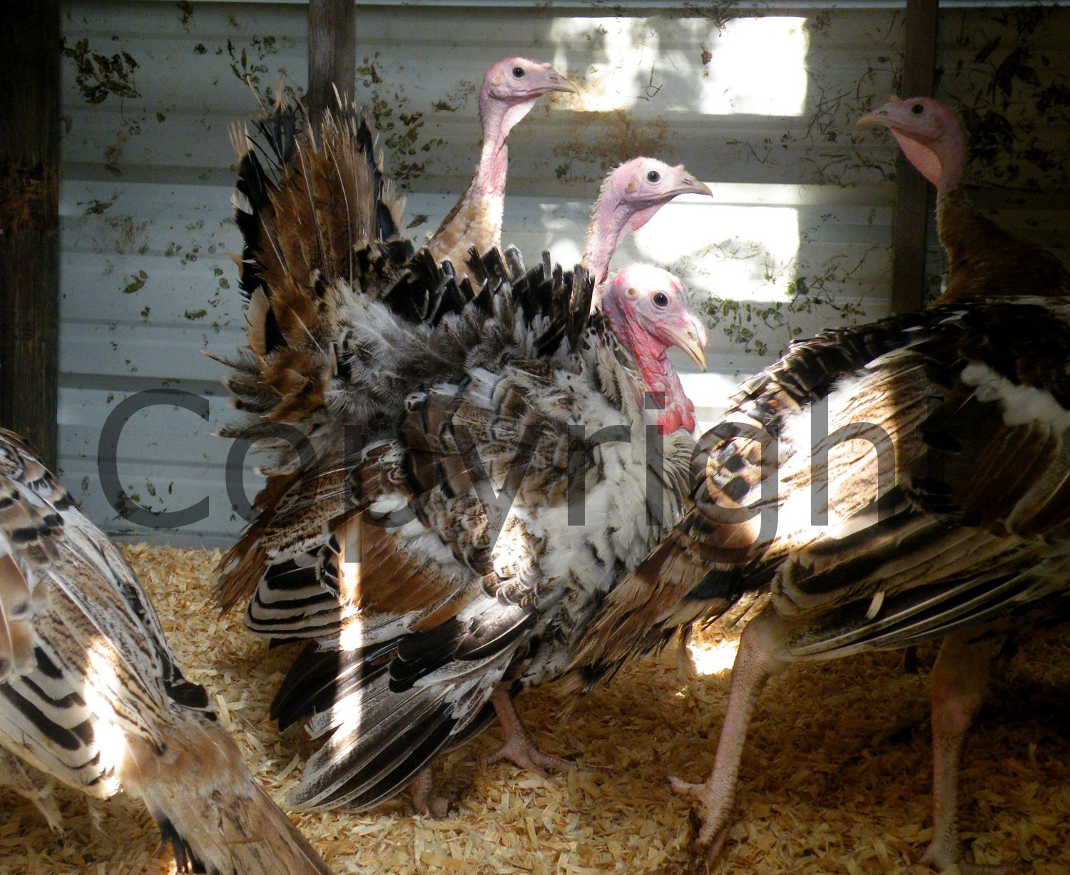 Living A Farmer's Life: Turkey Coop Is Finished!