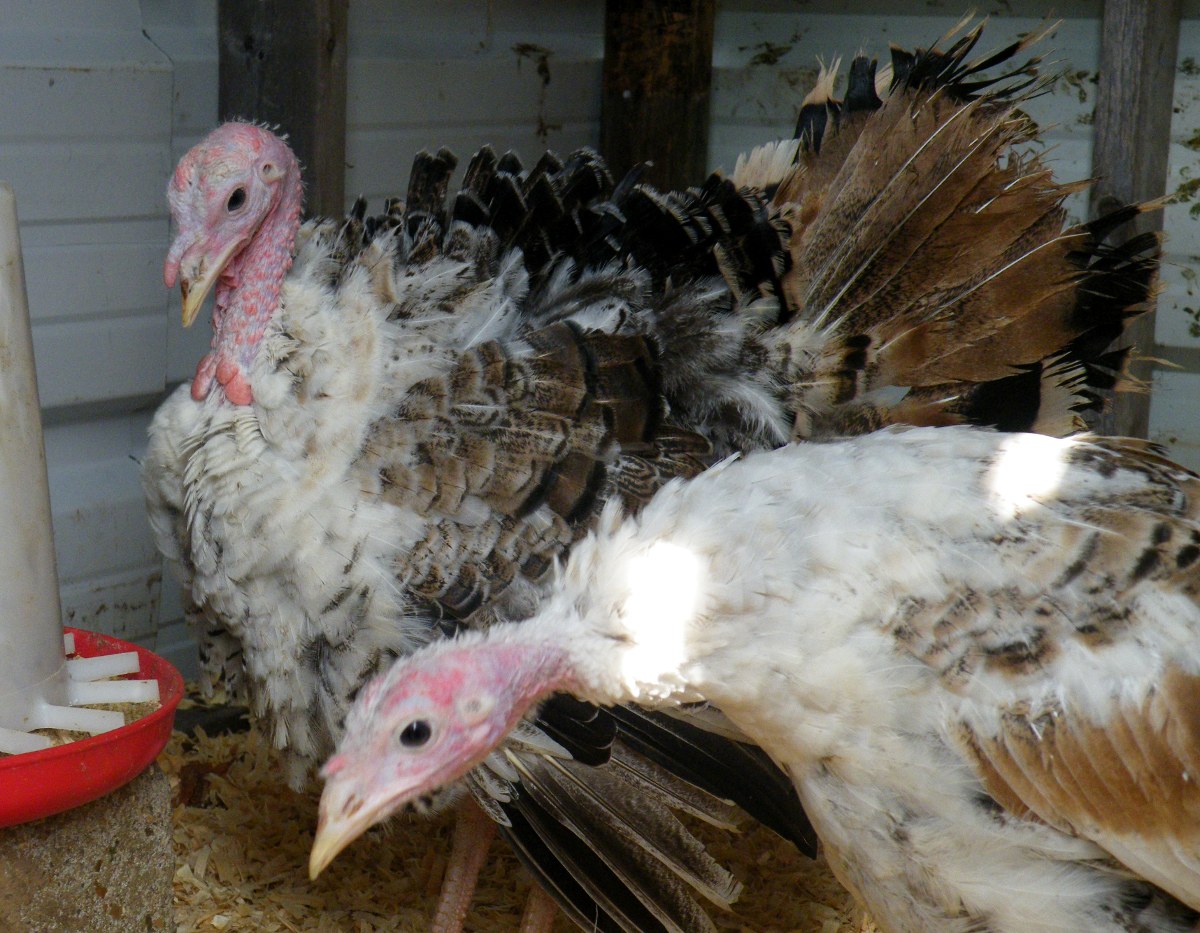 Living A Farmer's Life: Turkey Coop Is Finished!