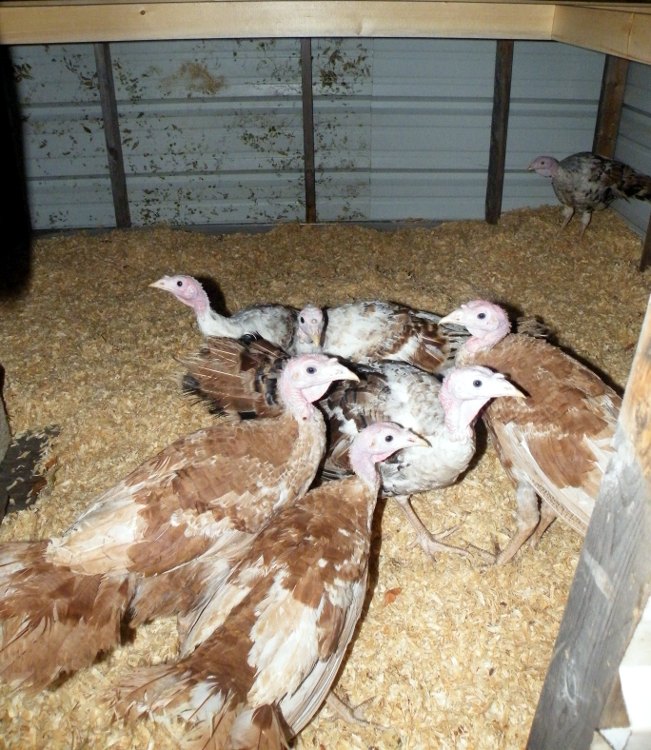 Living A Farmer's Life: Turkey Coop Is Finished!