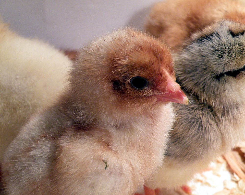 Living A Farmer's Life: Our Chicks