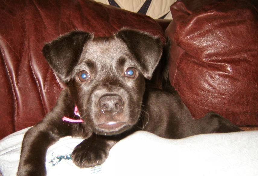 Happy Italians (and Dog)!
