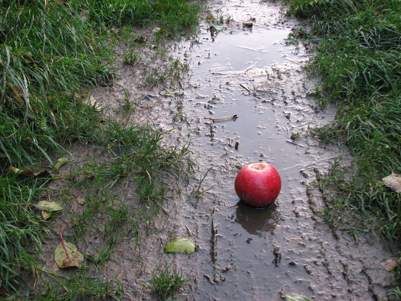 The Gorgeous Princess...: >> MUddY PUddLES