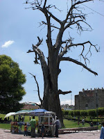 Leyendas: Los Ahuehuetes de Yuriria - Travel-Leon.Net: León, Guanajuato
