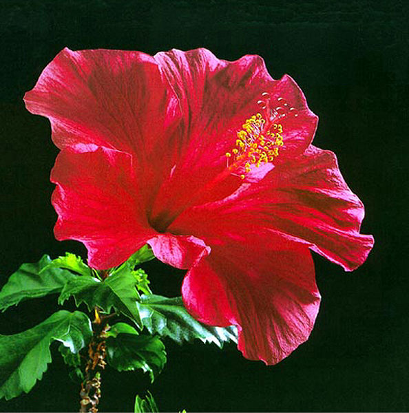 ÑÛKíLÃÑ HÁ¯|¯î HÁÑG ÑÃÐîM: [hang nadim] Bunga Raya...Bunga Kebangsaan ...