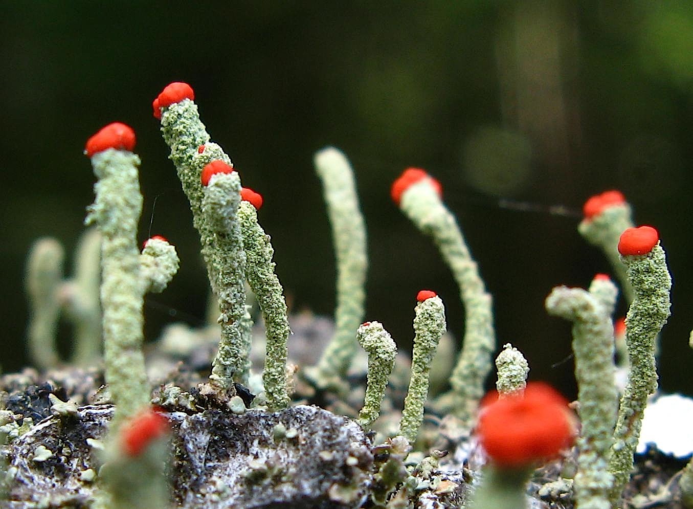 Saratoga woods and waterways: Lookin' for Lichens