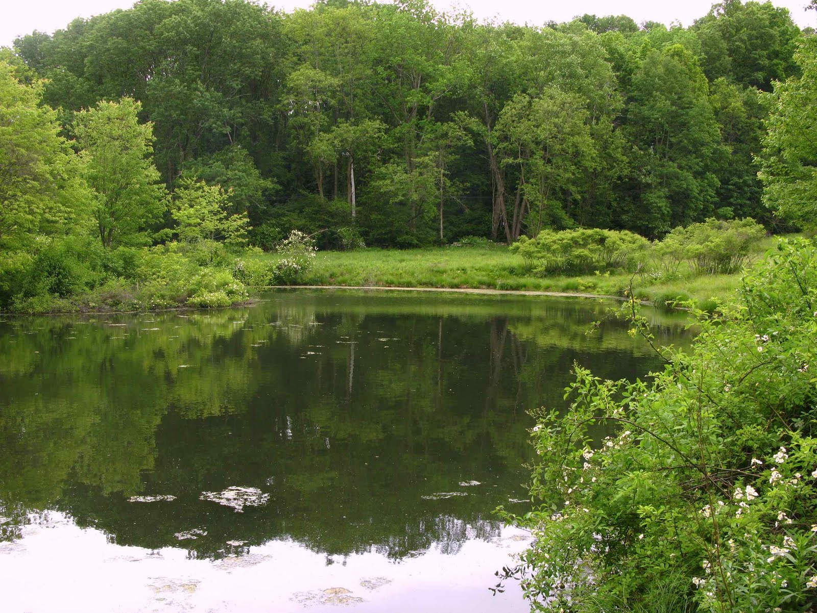 Saratoga woods and waterways: Beautiful Aliens