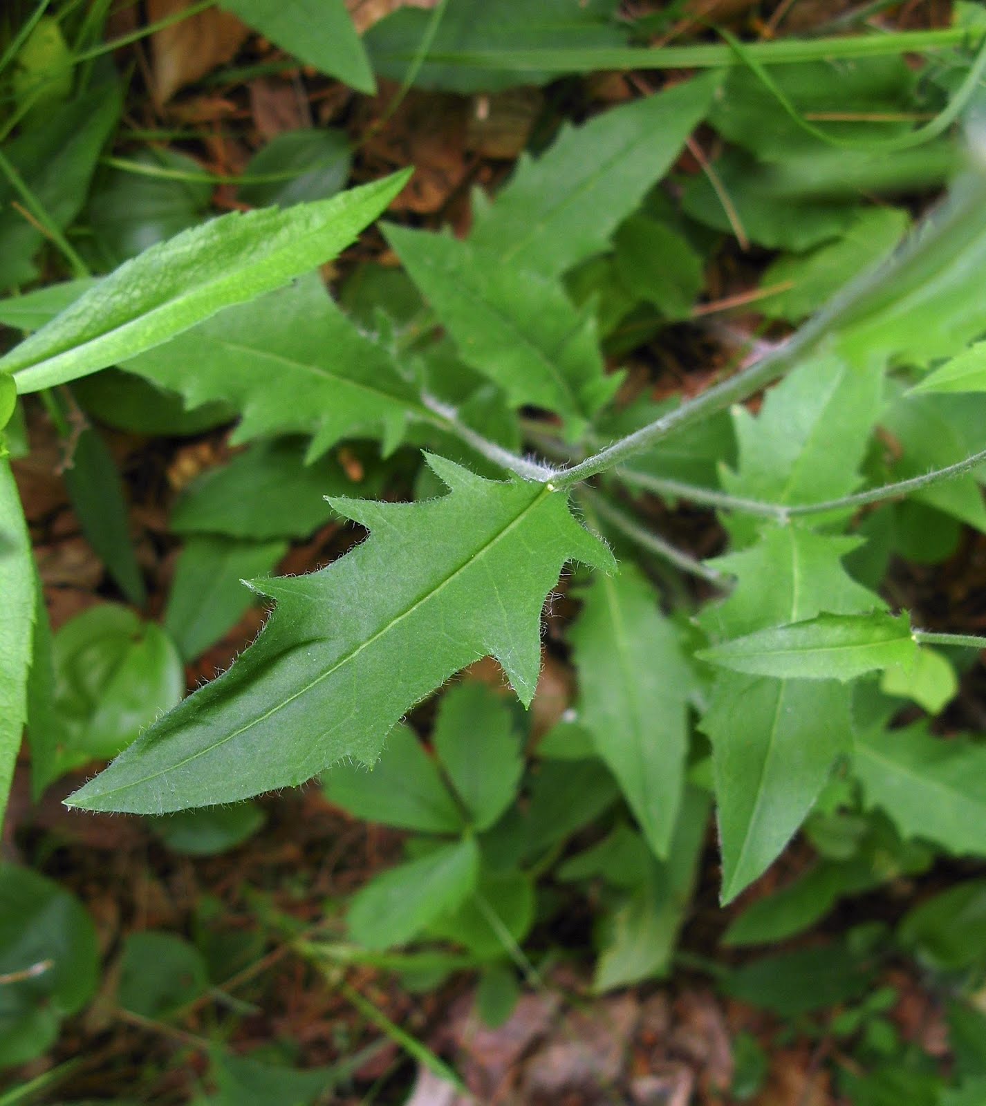 Saratoga woods and waterways: A Yaddo Afternoon