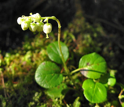 Saratoga woods and waterways: A Celebration of Orchids