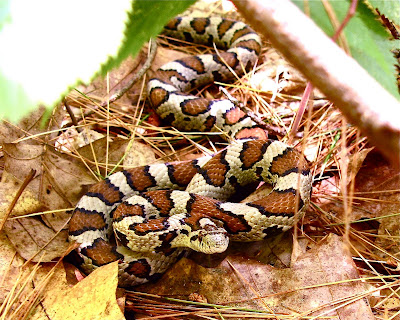 Saratoga woods and waterways: A Quartet of Critters (and One Critter Eater)