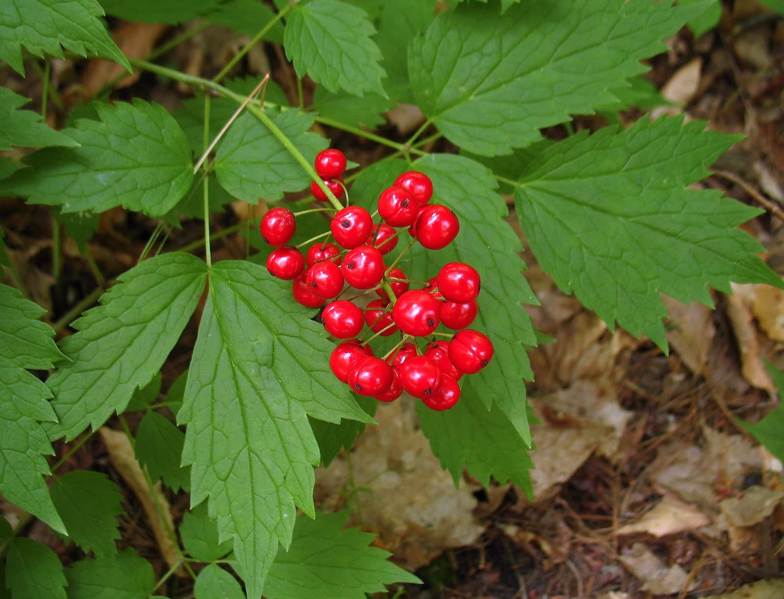 Saratoga woods and waterways: A Long Day's Walk