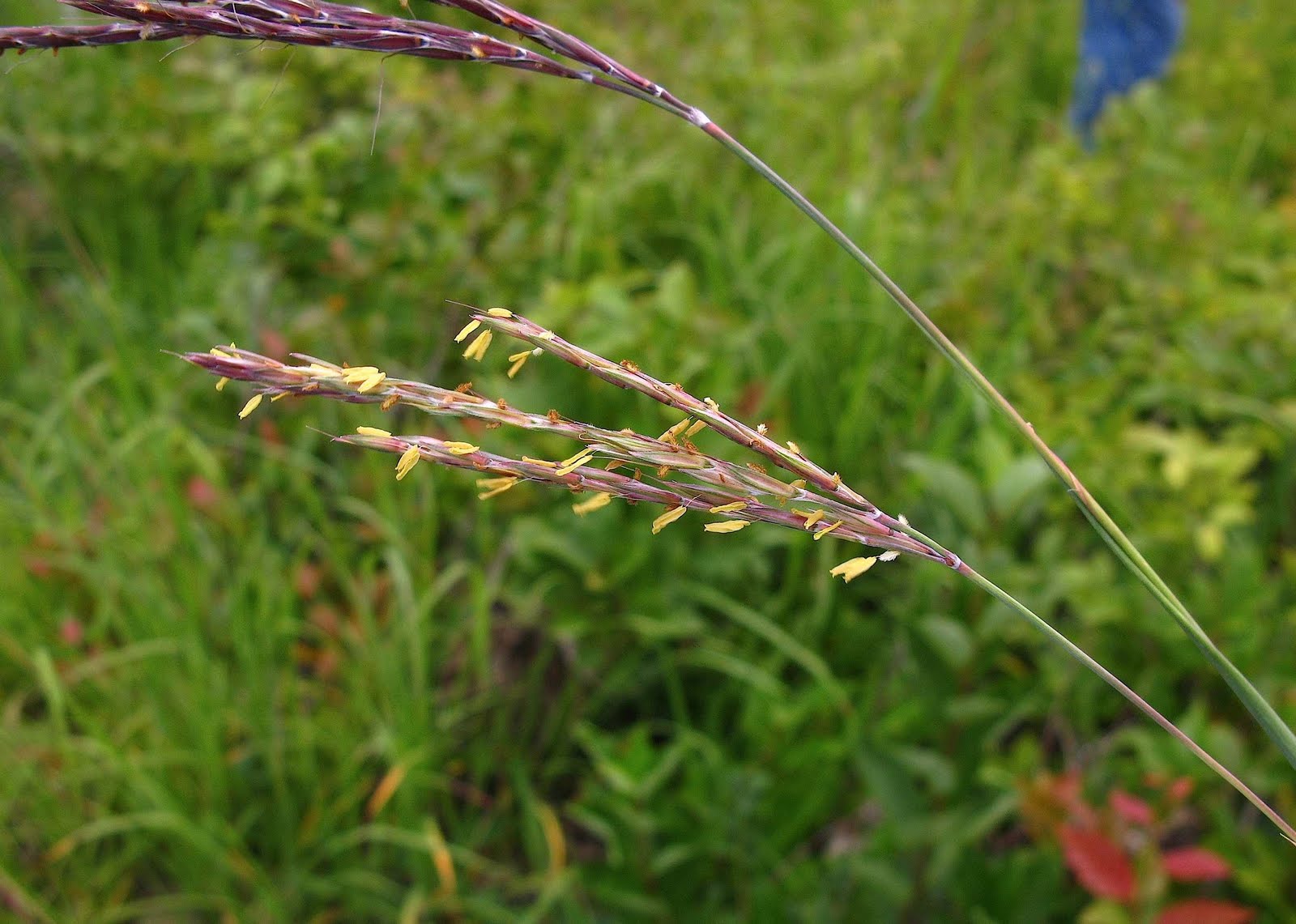 Saratoga woods and waterways: The Ice Meadows in Bloom