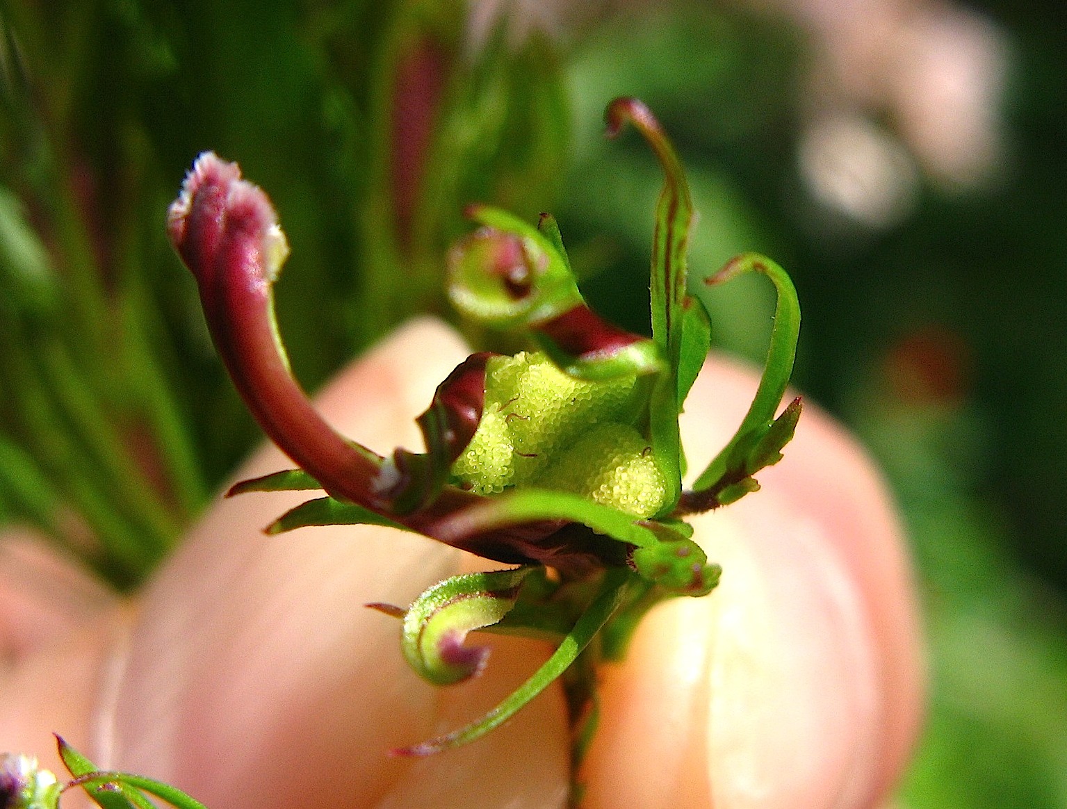 Saratoga woods and waterways: Riverbank Blooms -- and a Mystery Plant