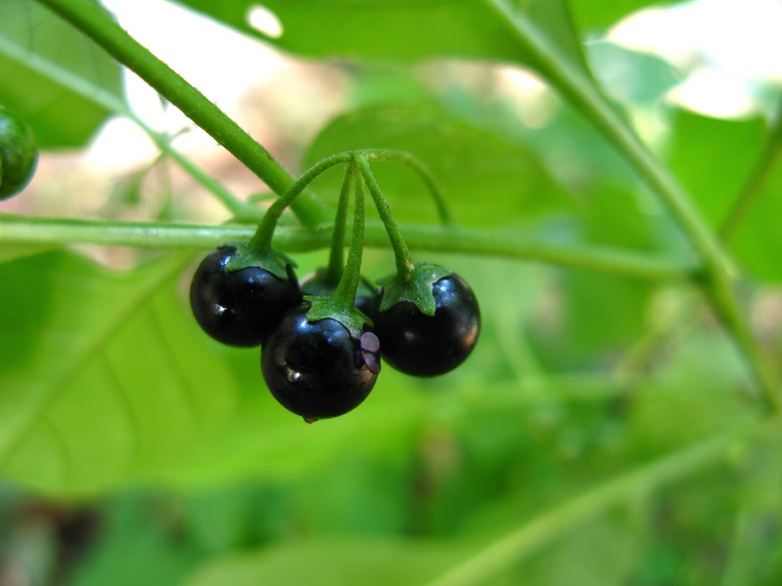 Saratoga woods and waterways: I Found My Fruits!